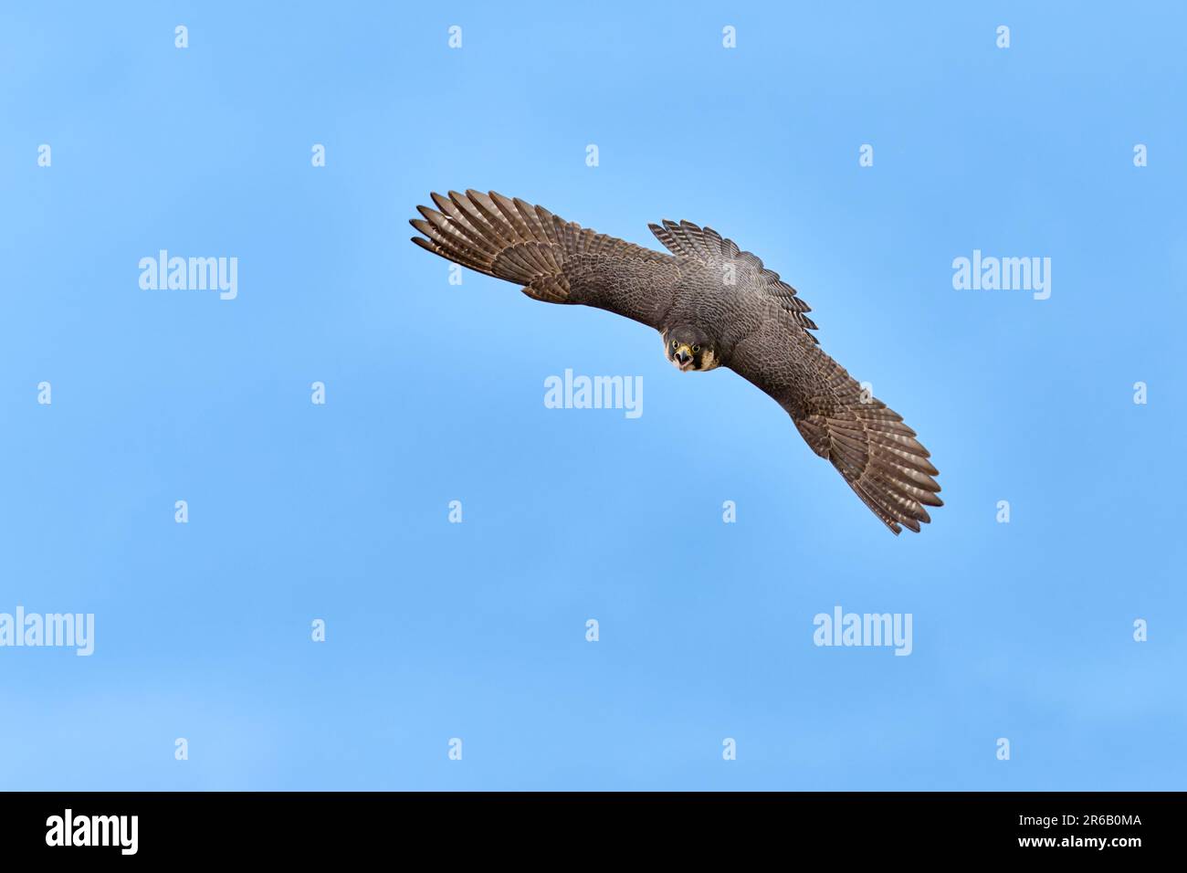 female Peregrine Falcon in flight (Falco peregrinus), Moenchengladbach ...