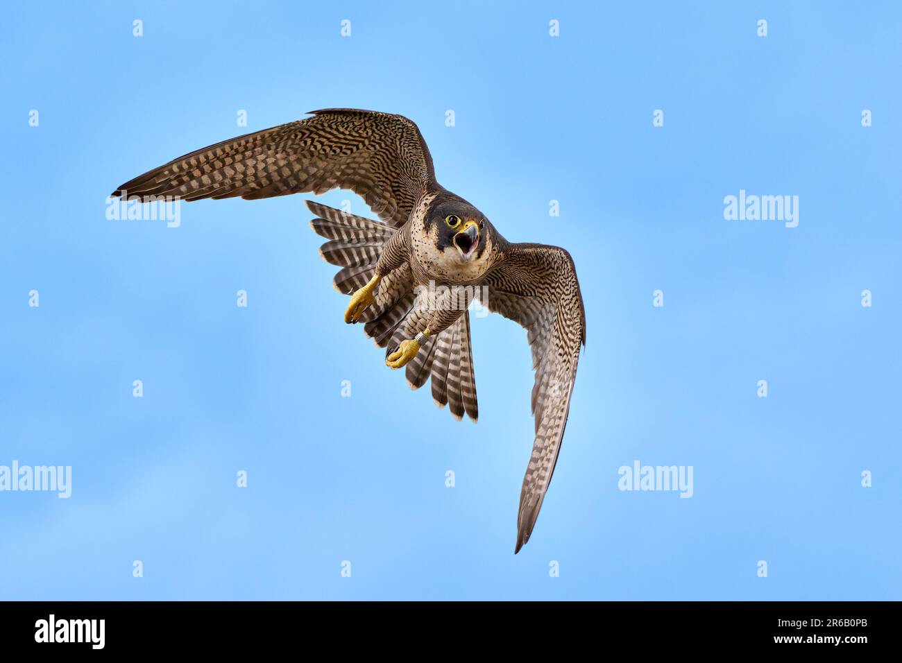 female Peregrine Falcon in flight (Falco peregrinus), Moenchengladbach ...