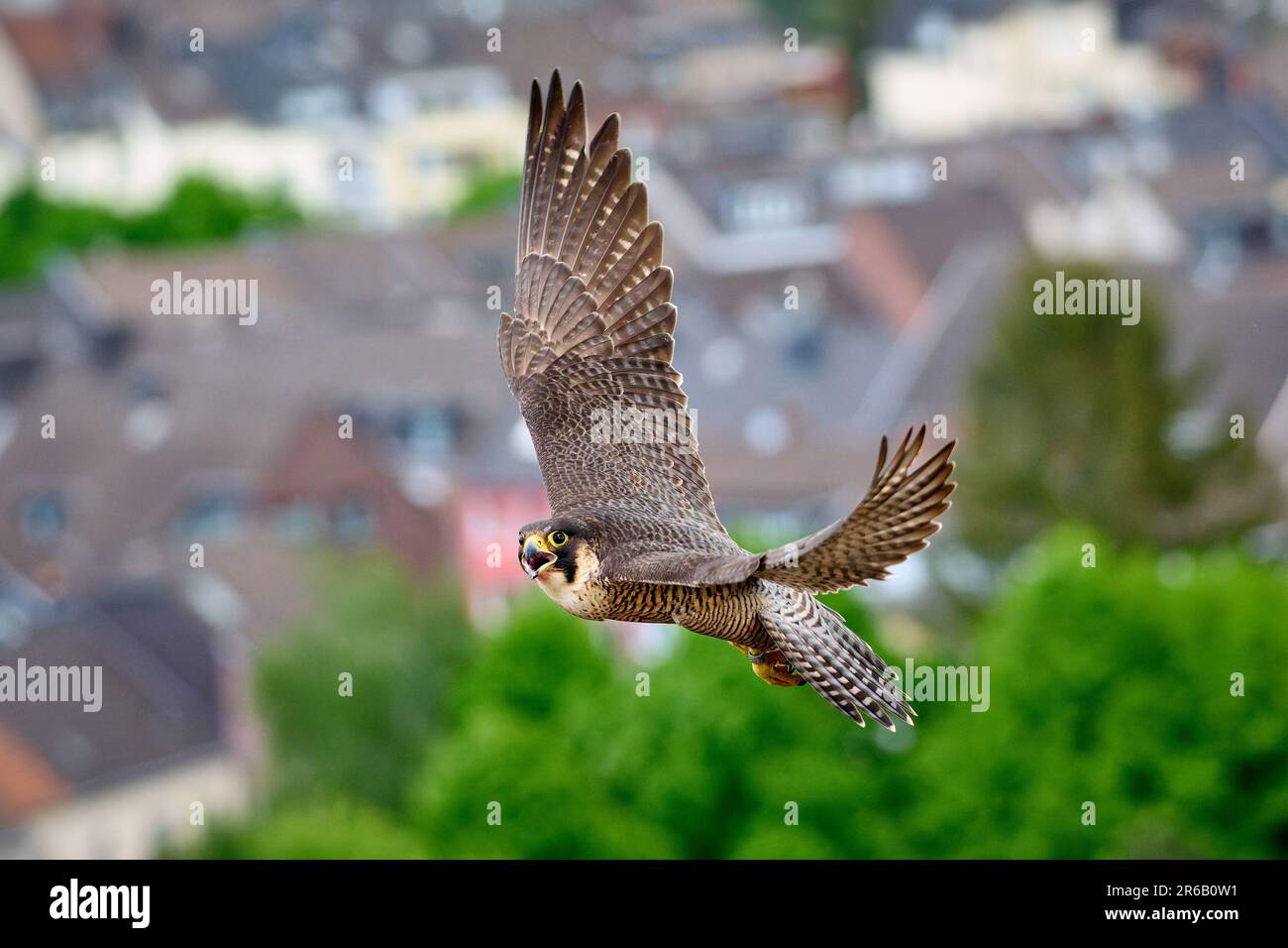 female Peregrine Falcon in flight (Falco peregrinus), Moenchengladbach ...