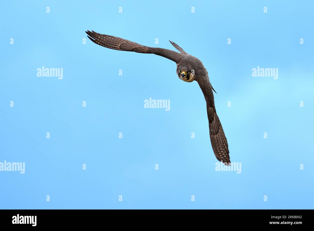 female Peregrine Falcon in flight (Falco peregrinus), Moenchengladbach ...