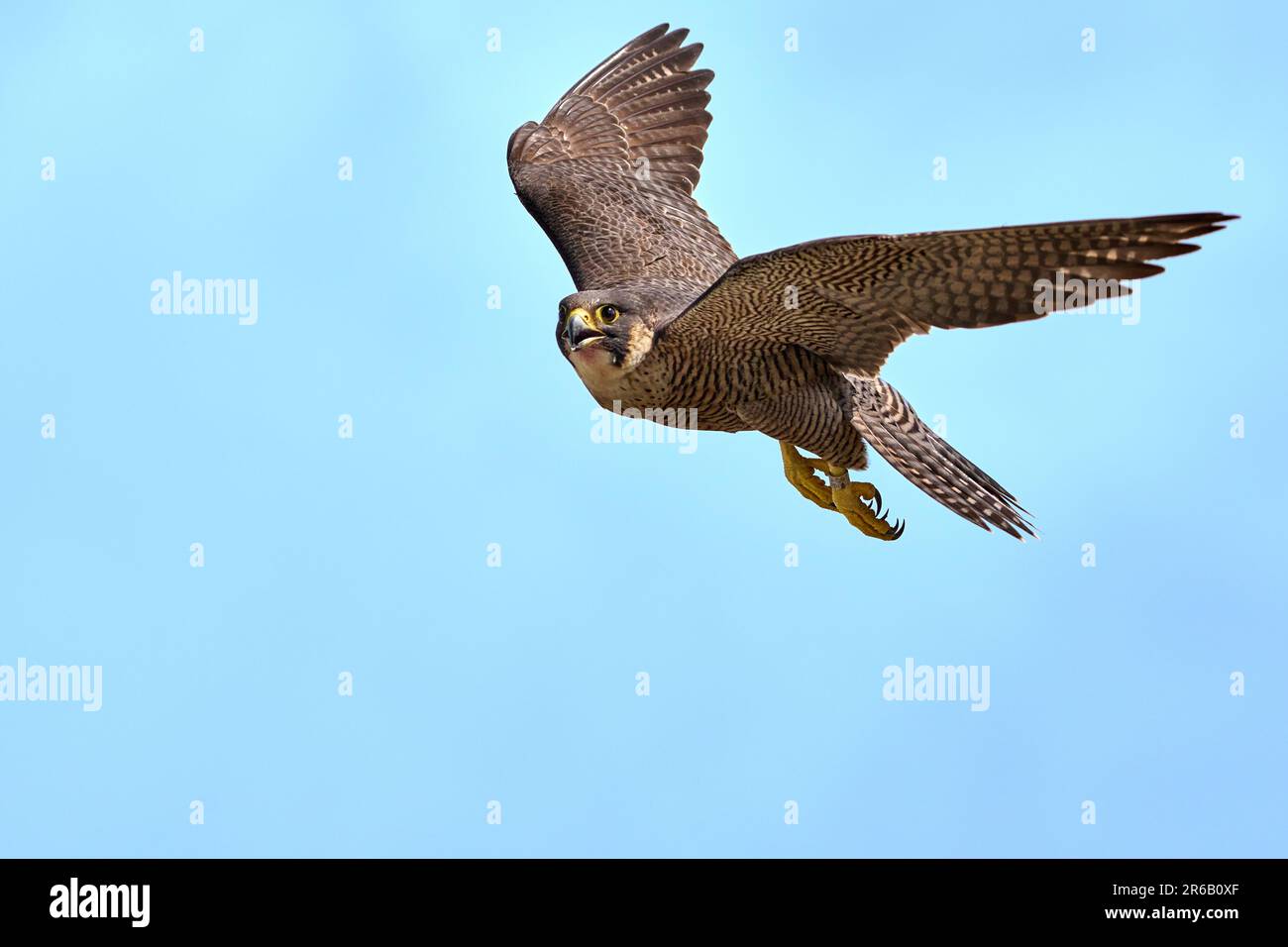 female Peregrine Falcon in flight (Falco peregrinus), Moenchengladbach ...