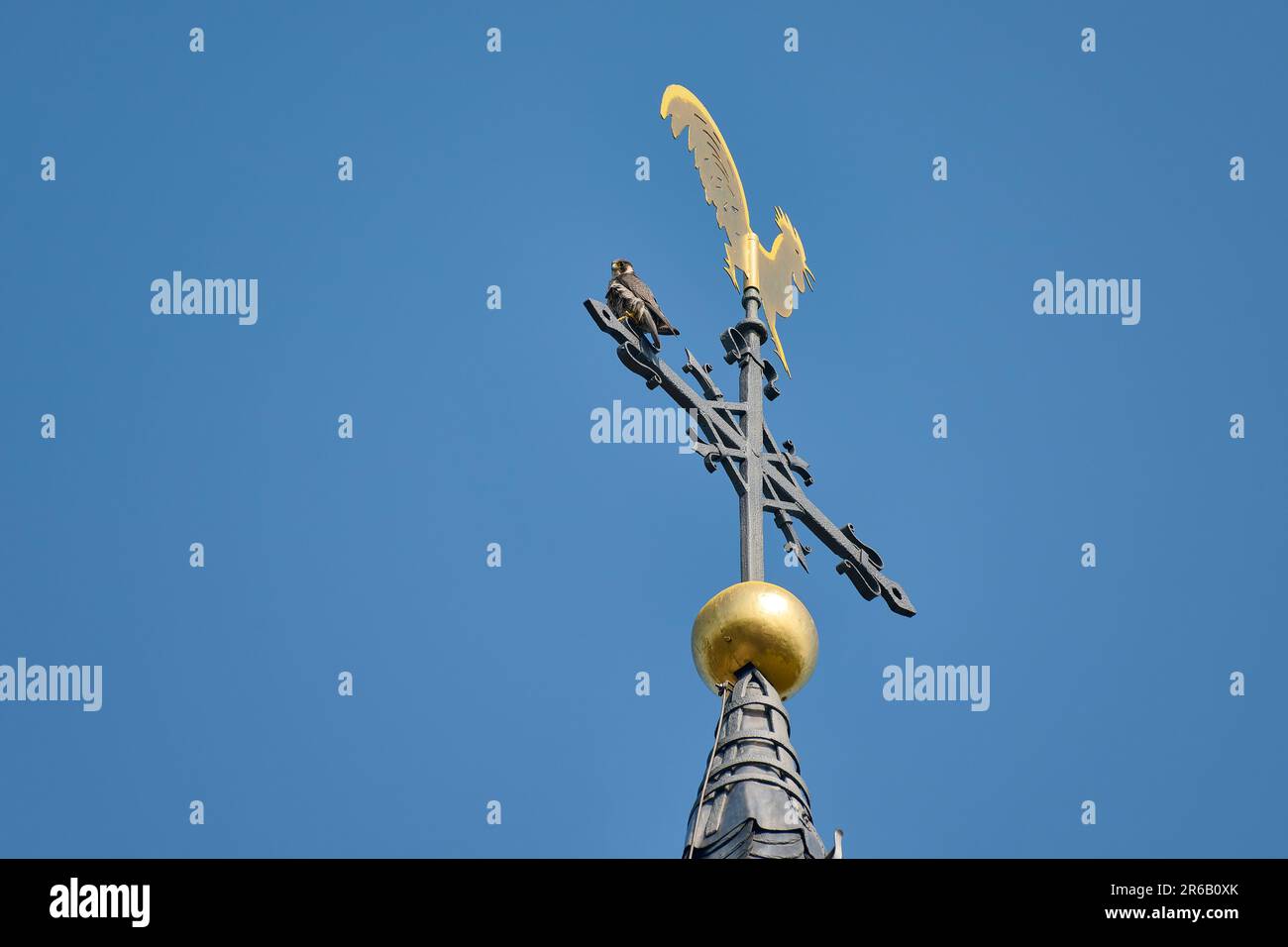 Peregrine Falcon sitting on a cross of a church tower (Falco peregrinus ...