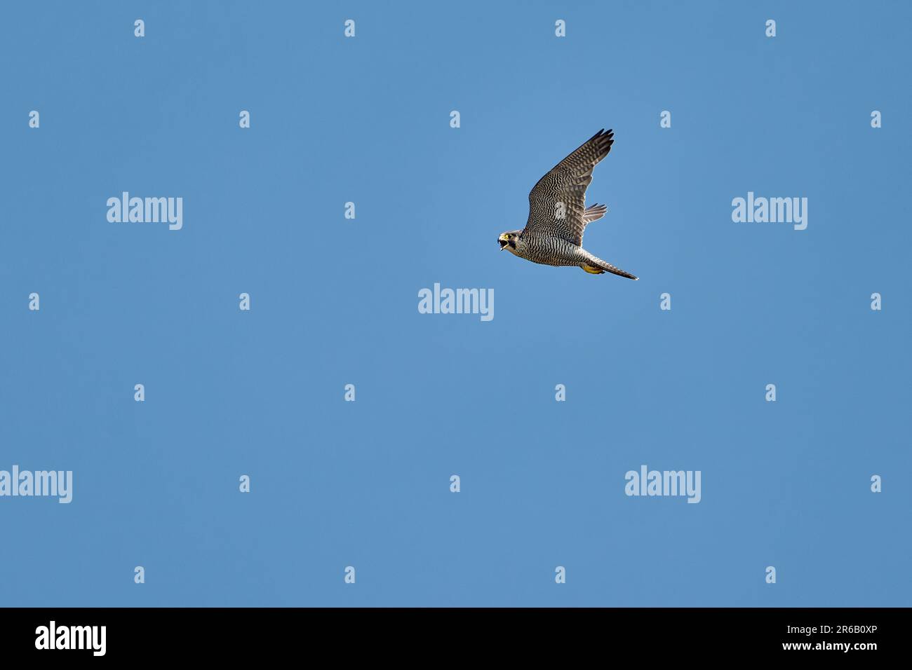 Peregrine Falcon in flight (Falco peregrinus), Heinsberg, Germany ...