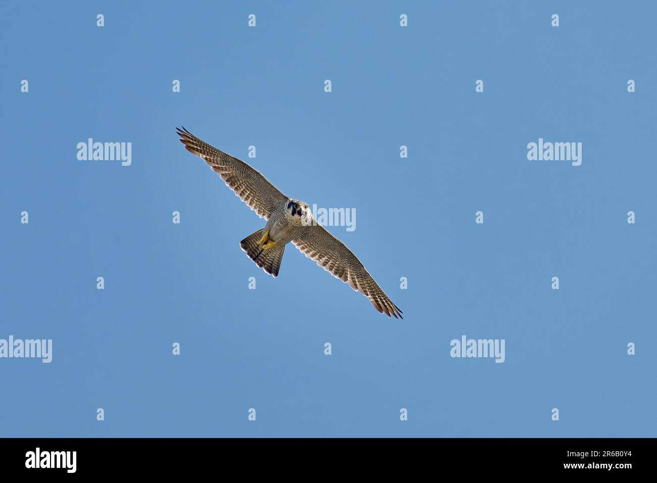 Peregrine Falcon in flight (Falco peregrinus), Heinsberg, Germany ...