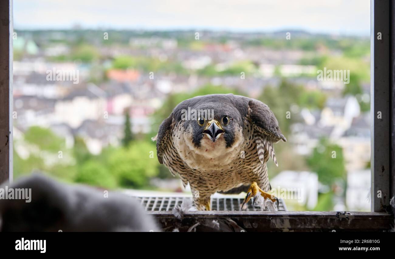 Peregrine Falcon (Falco peregrinus) at the artificial nest ...