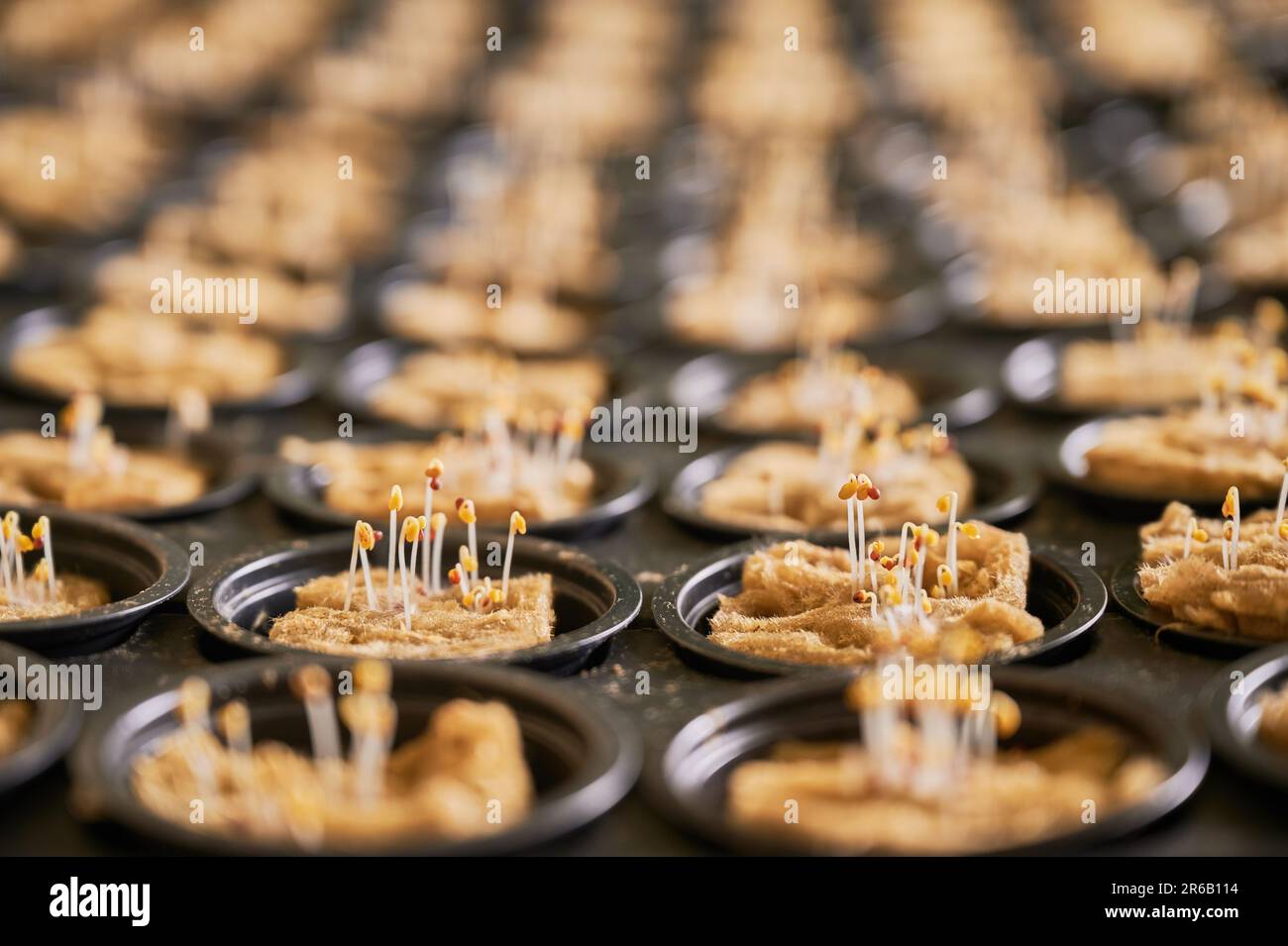Seed plugs hi-res stock photography and images - Alamy