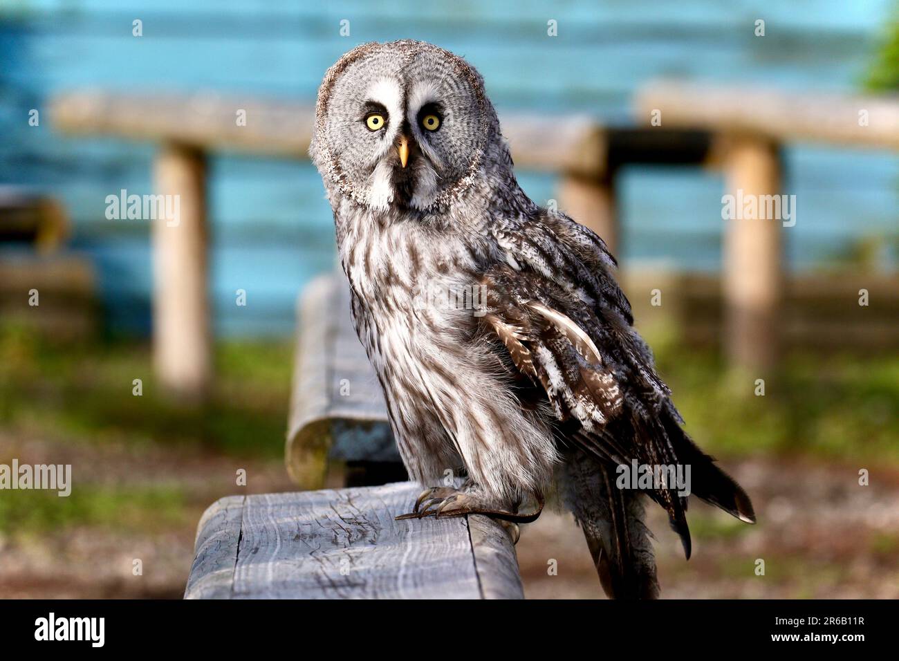 Owl bench hi-res stock photography and images - Alamy