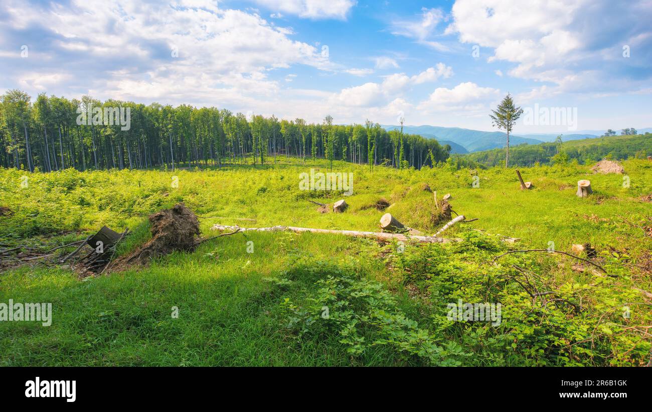 firewood logging. forest clearing. natural fuel Stock Photo - Alamy