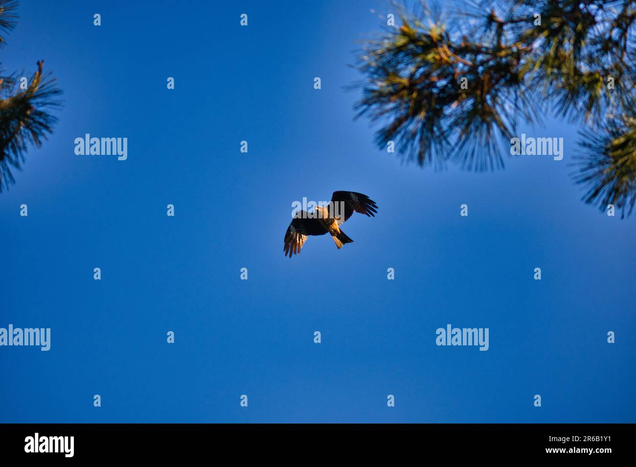 Peregrines evolutionary adaptations hi-res stock photography and images ...