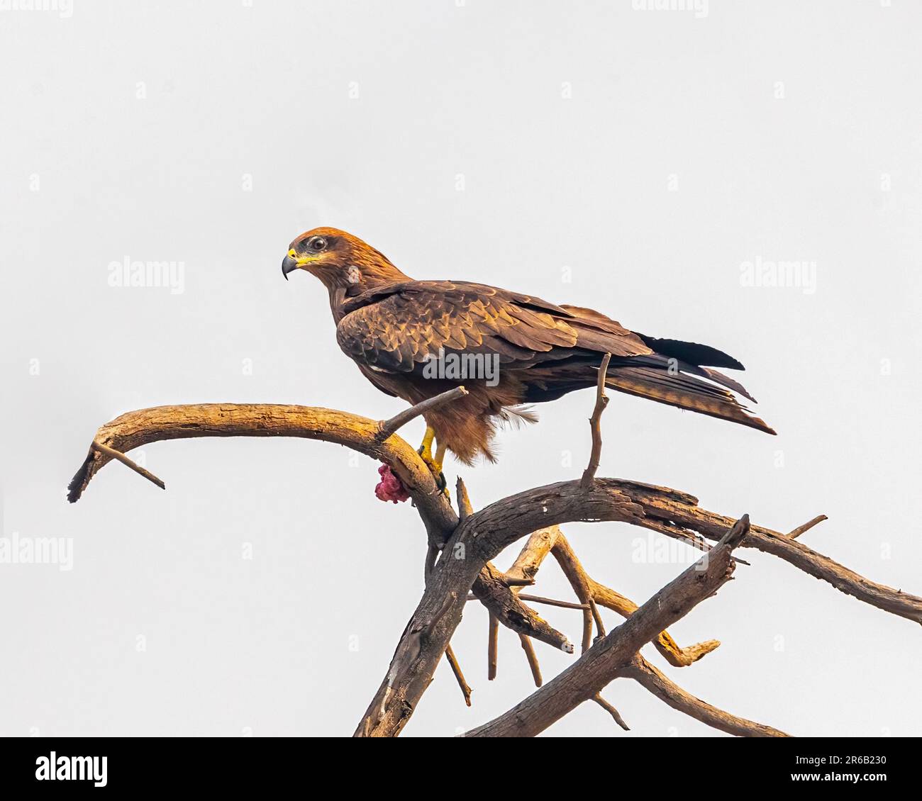 A majestic golden eagle perched atop a tall tree, looking out onto its ...