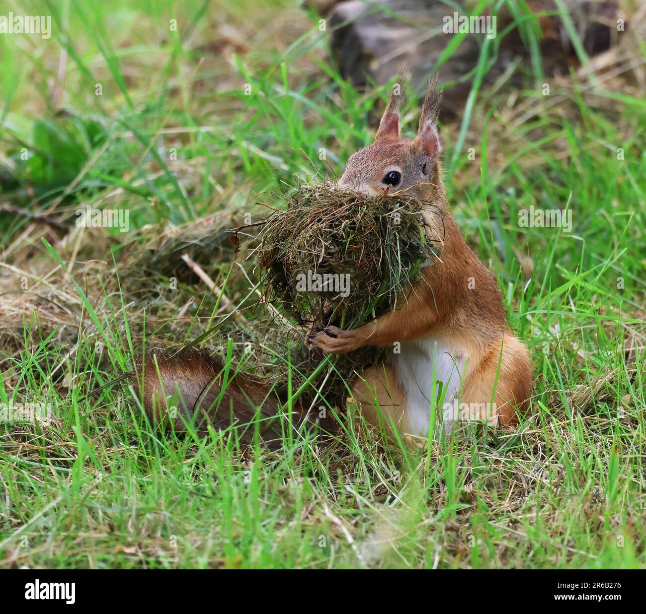Drey squirrel hi-res stock photography and images - Alamy