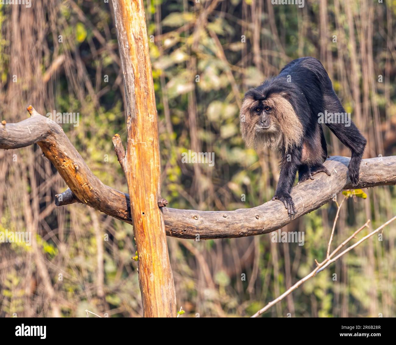 A curious monkey perched atop a branch in a zoo habitat looks outward ...