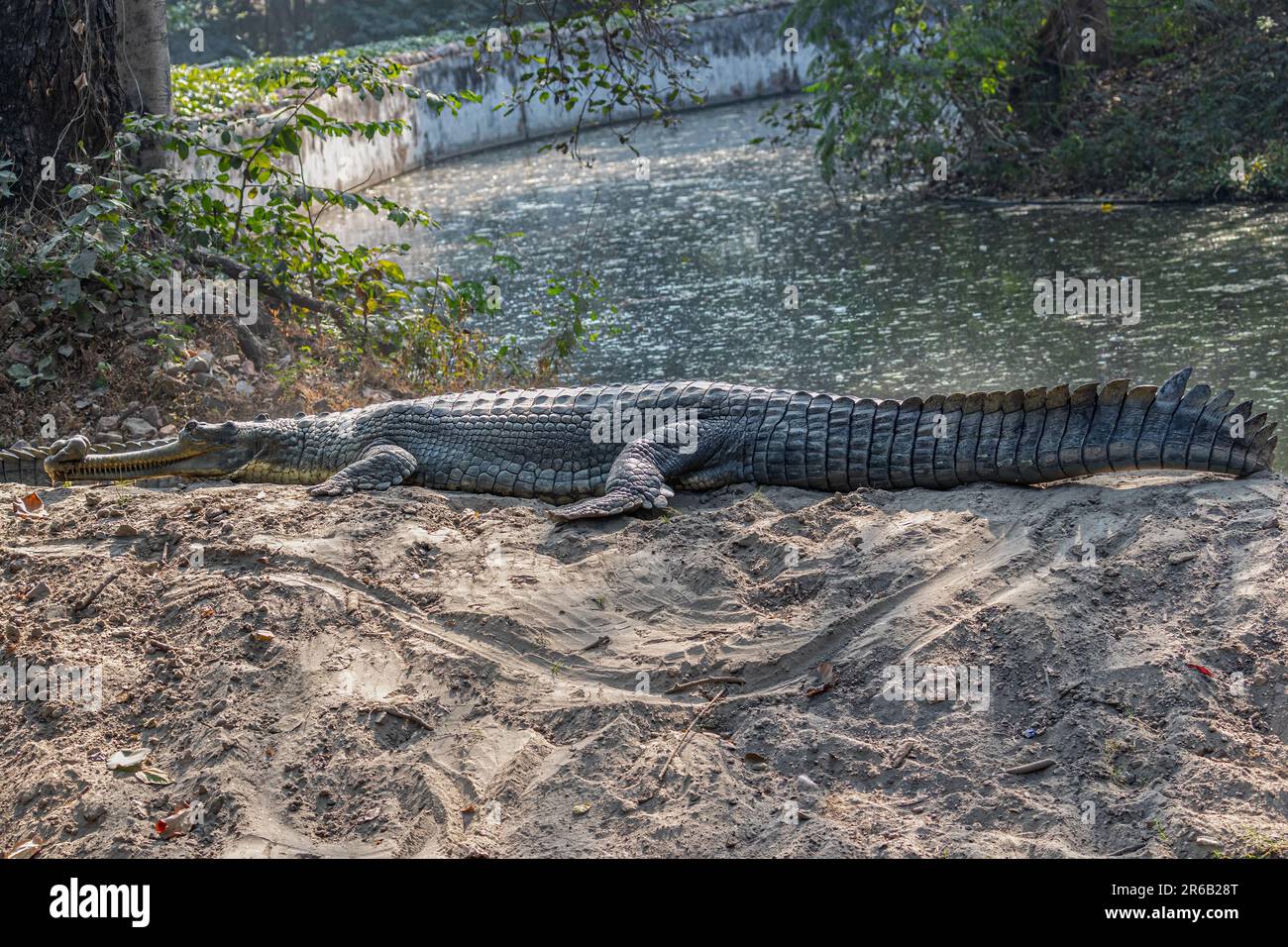 This image is of a Gharial, a species of crocodilian native to the ...