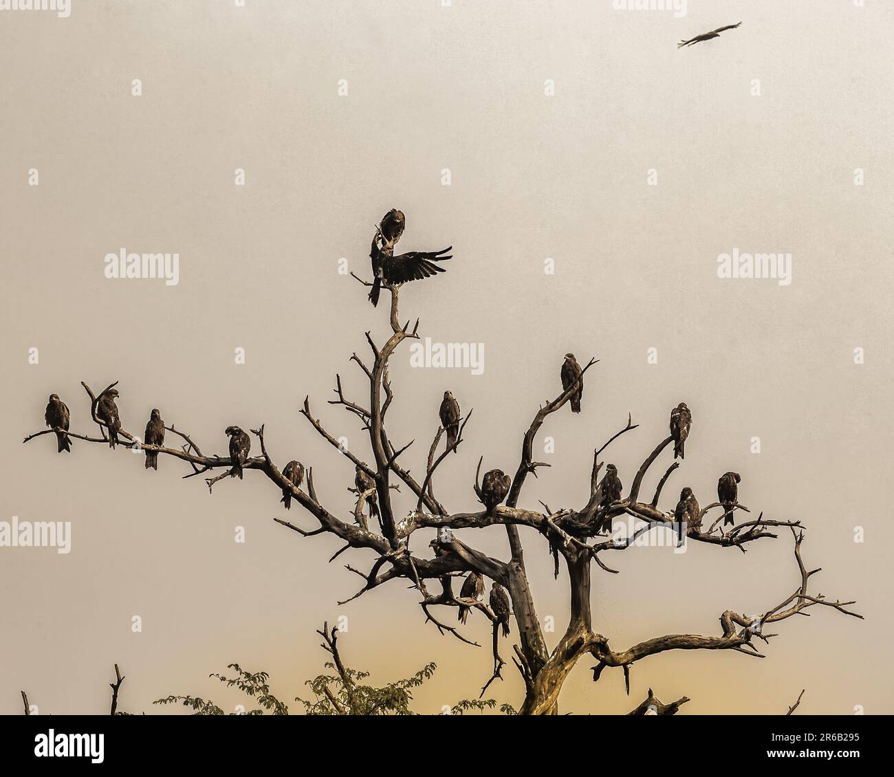 A large flock of birds perched atop a tree branch in a rural ...