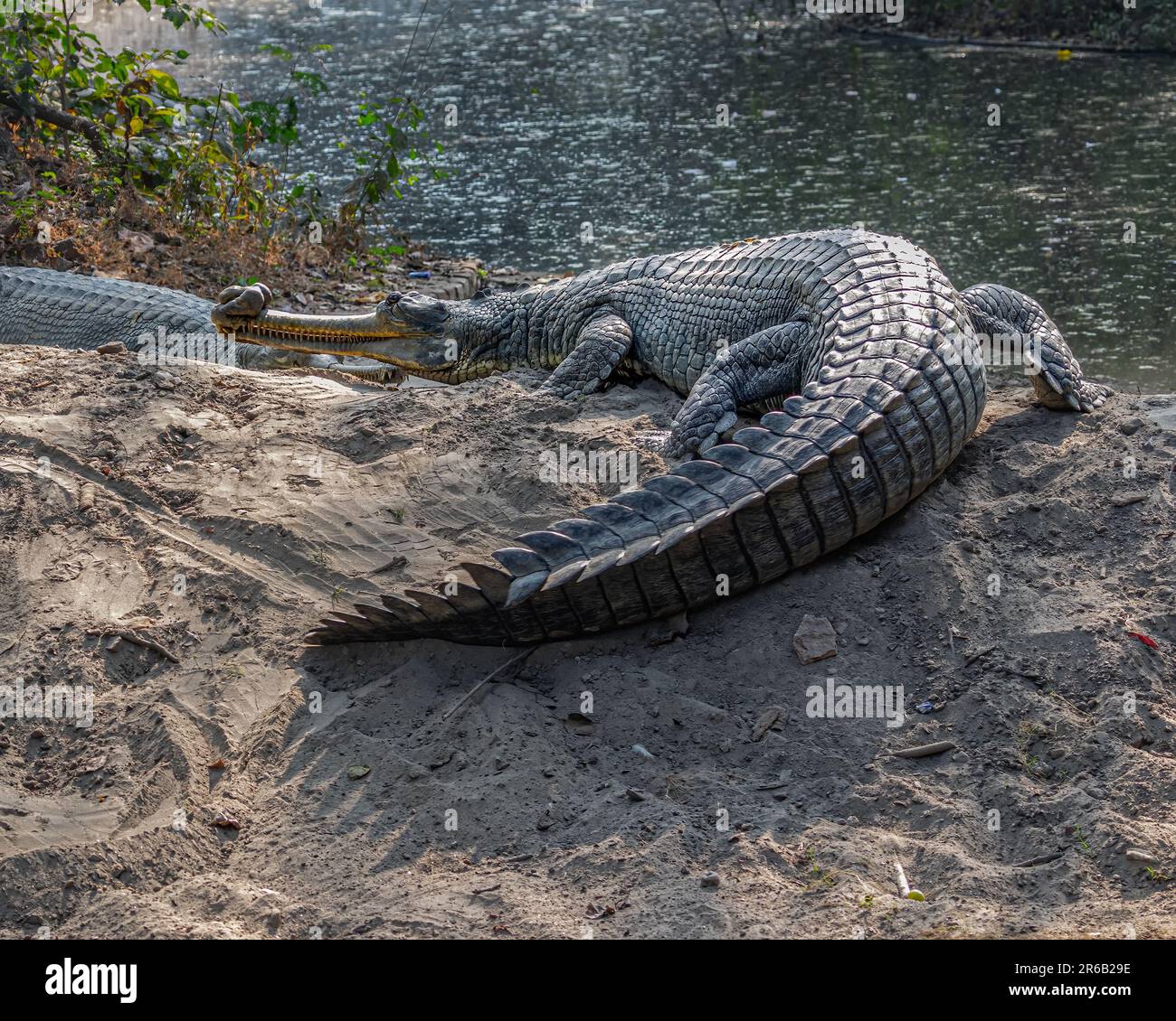 Crocodilian scales hi-res stock photography and images - Alamy