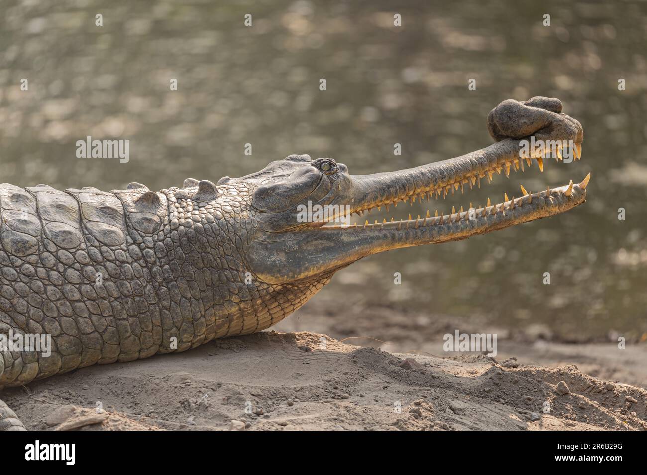 This image is of a Gharial, a species of crocodilian native to the ...