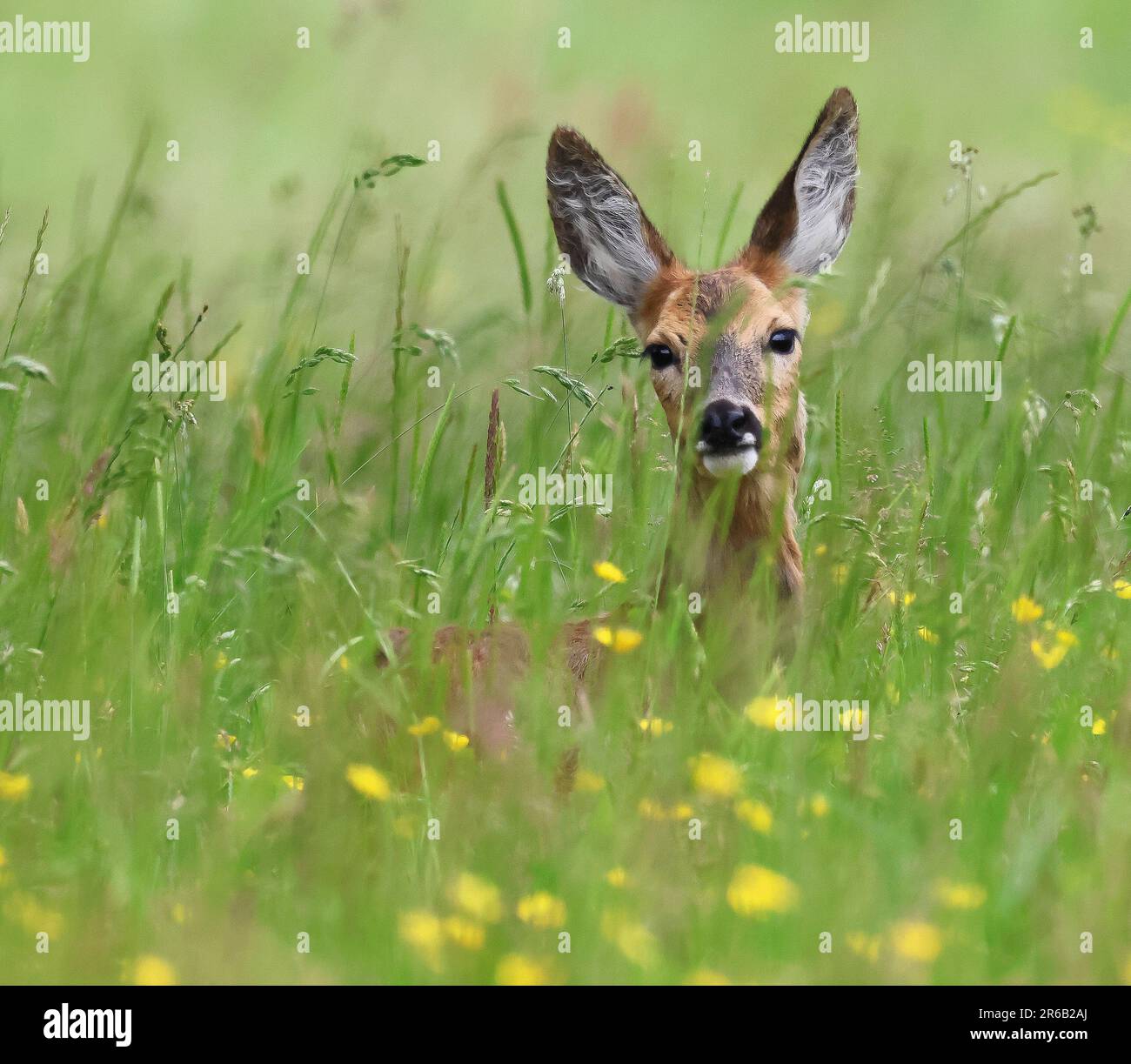 Female deer in foreground hi-res stock photography and images - Alamy
