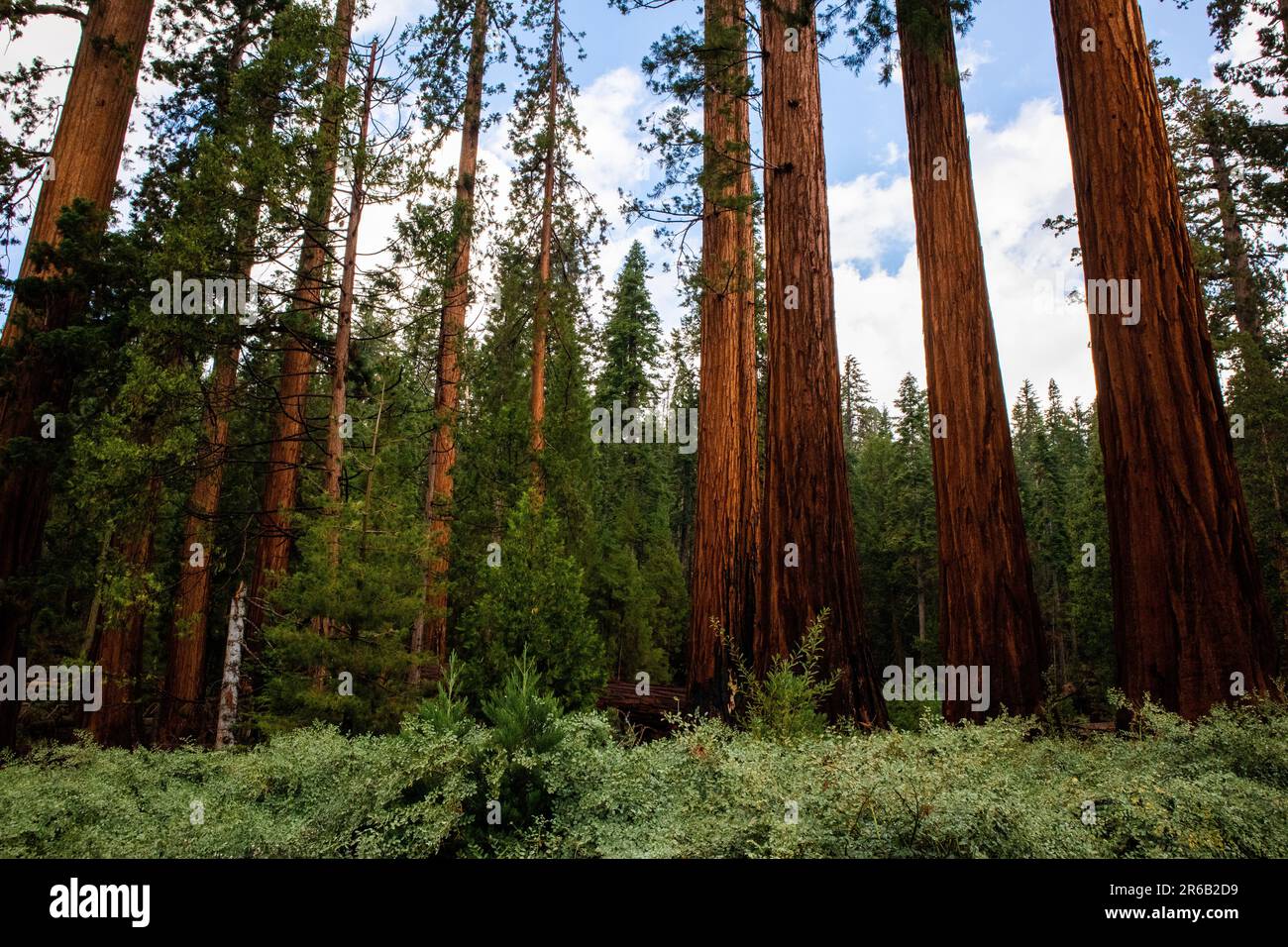 A scenic view of a dirt road winding into a dense forest of tall trees ...