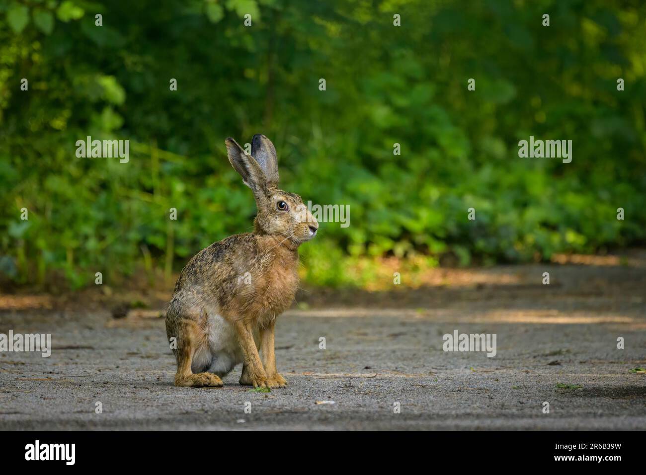 Green rabbit vienna hi-res stock photography and images - Alamy