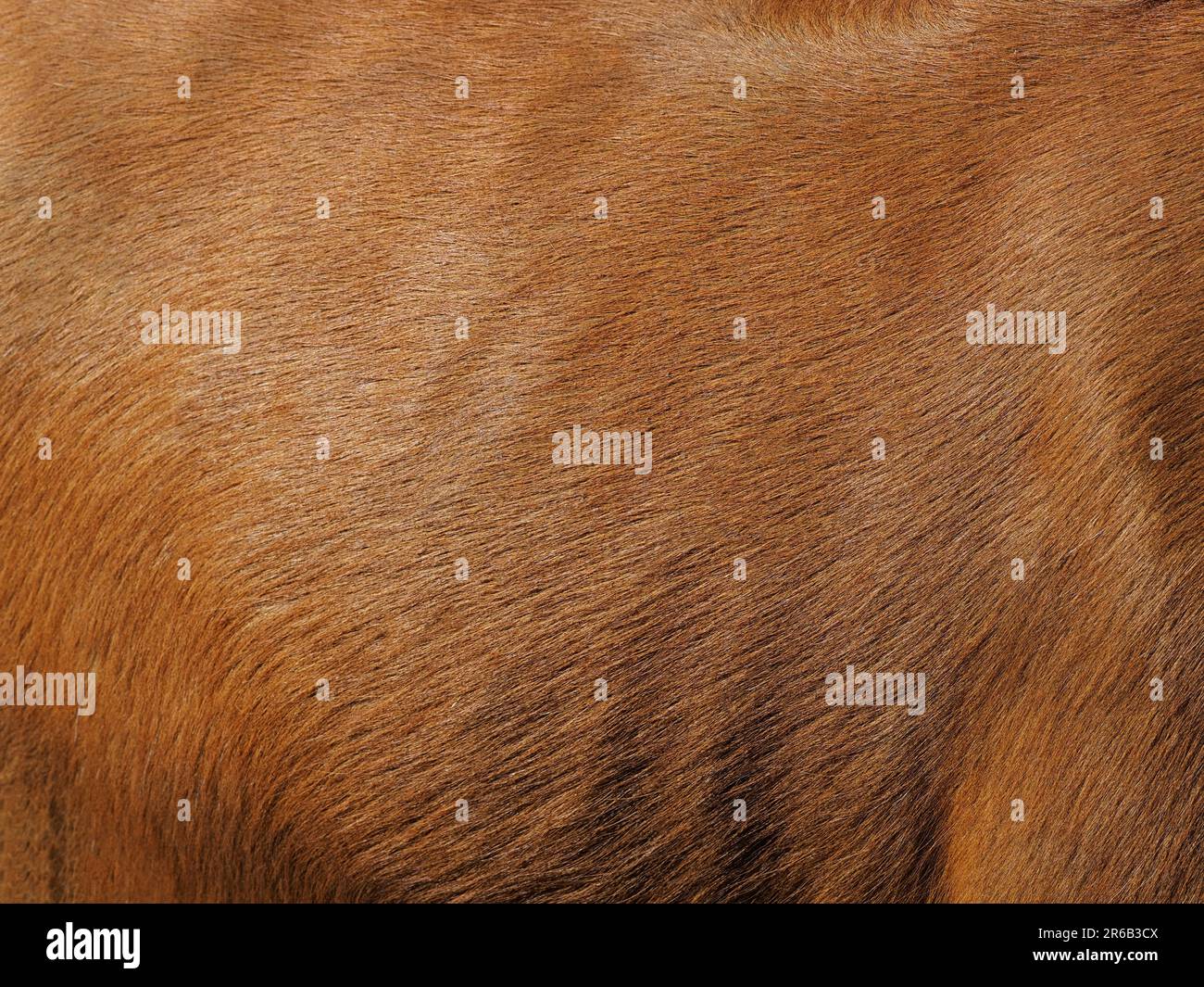 Buffalo fur texture hi-res stock photography and images - Alamy