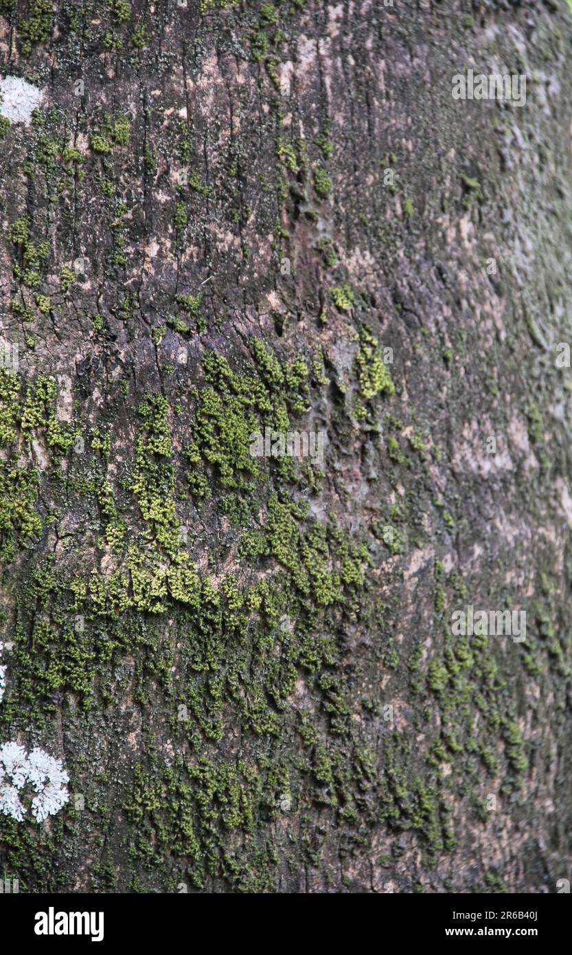 Lichens illustration hi-res stock photography and images - Alamy