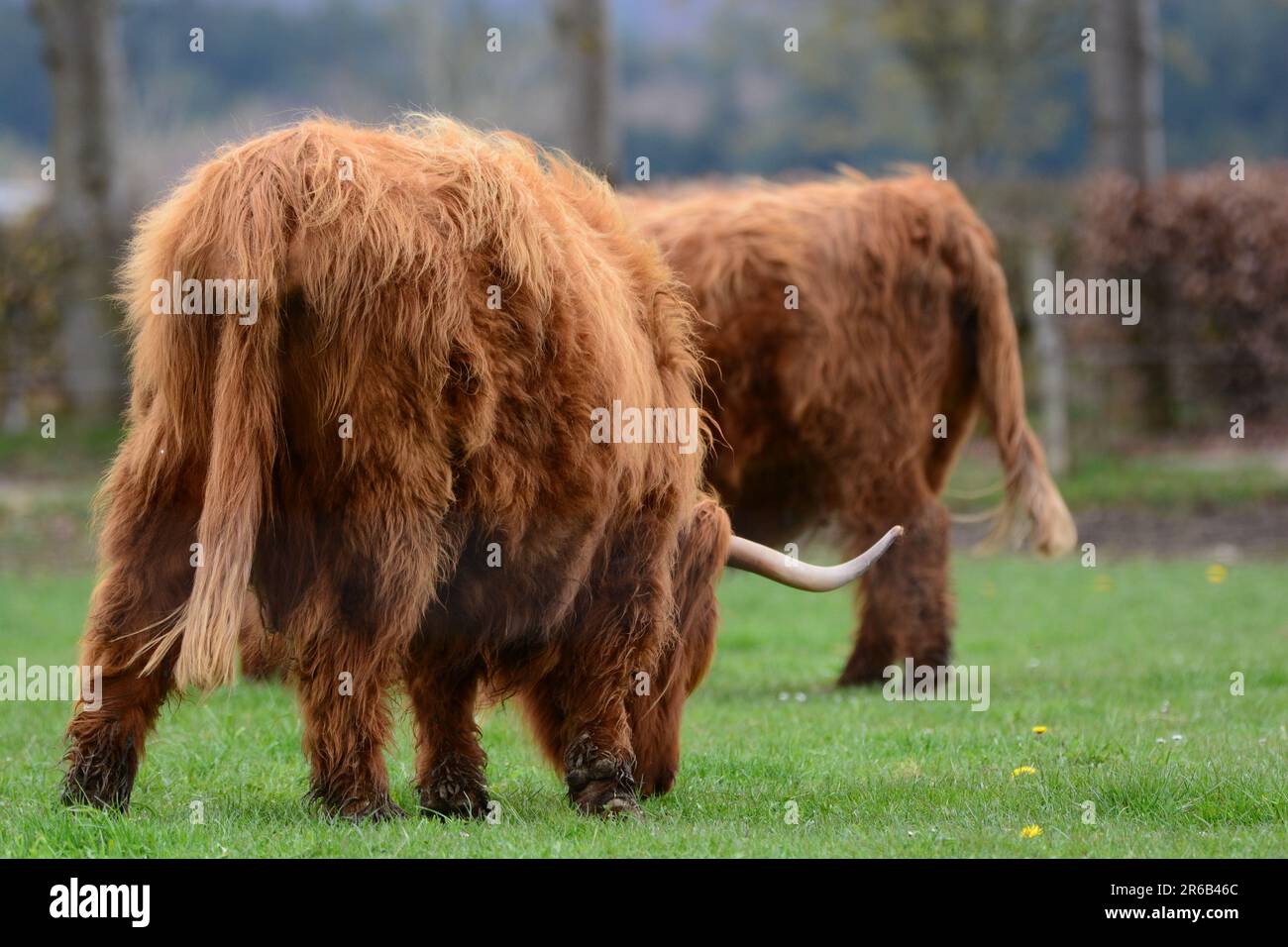 Vache highland cattle hi-res stock photography and images - Alamy