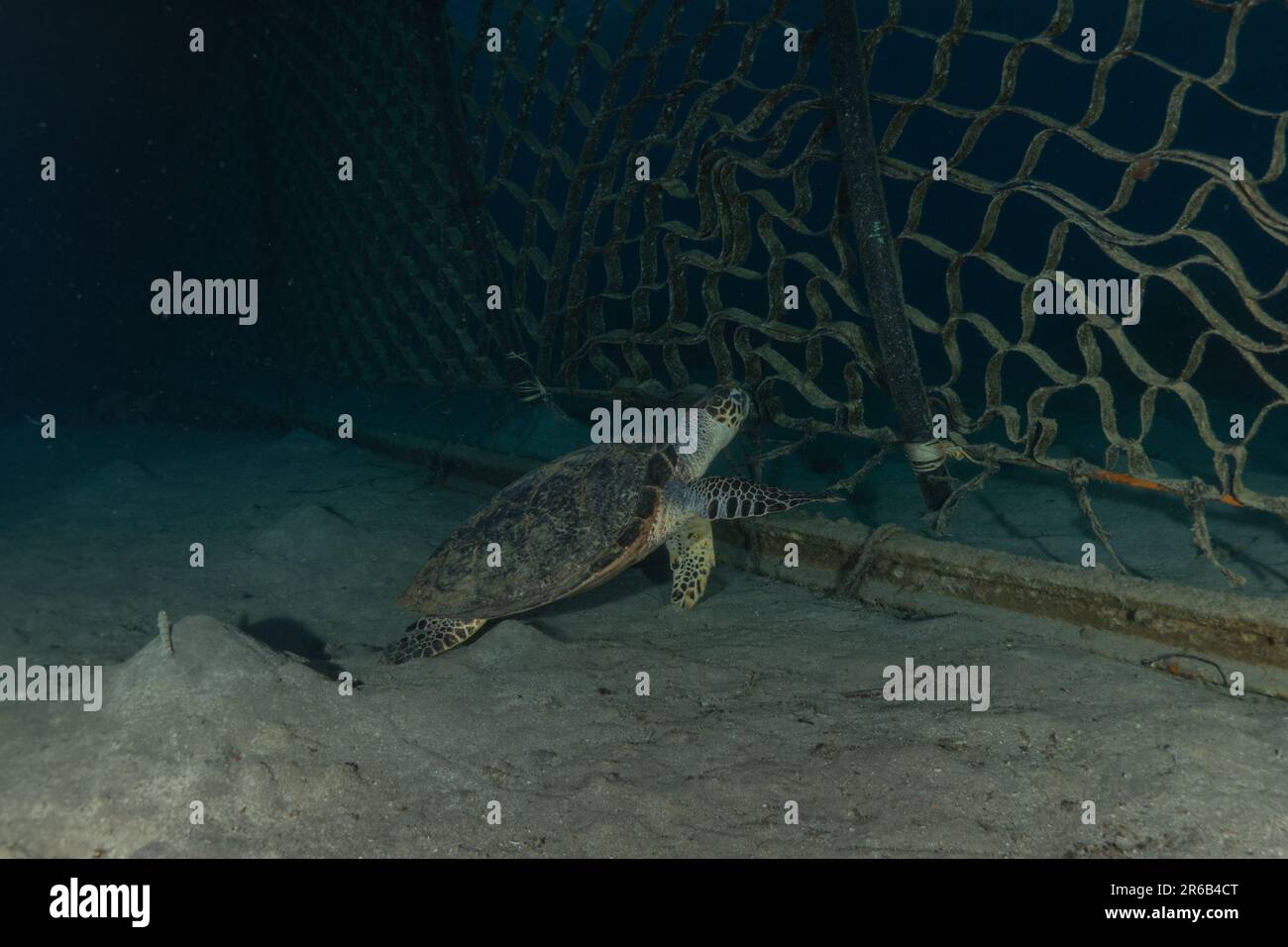 Hawksbill sea turtle in the Red Sea, Eilat Israel Stock Photo - Alamy