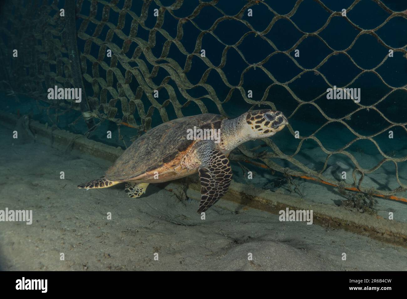 Hawksbill sea turtle in the Red Sea, Eilat Israel Stock Photo - Alamy