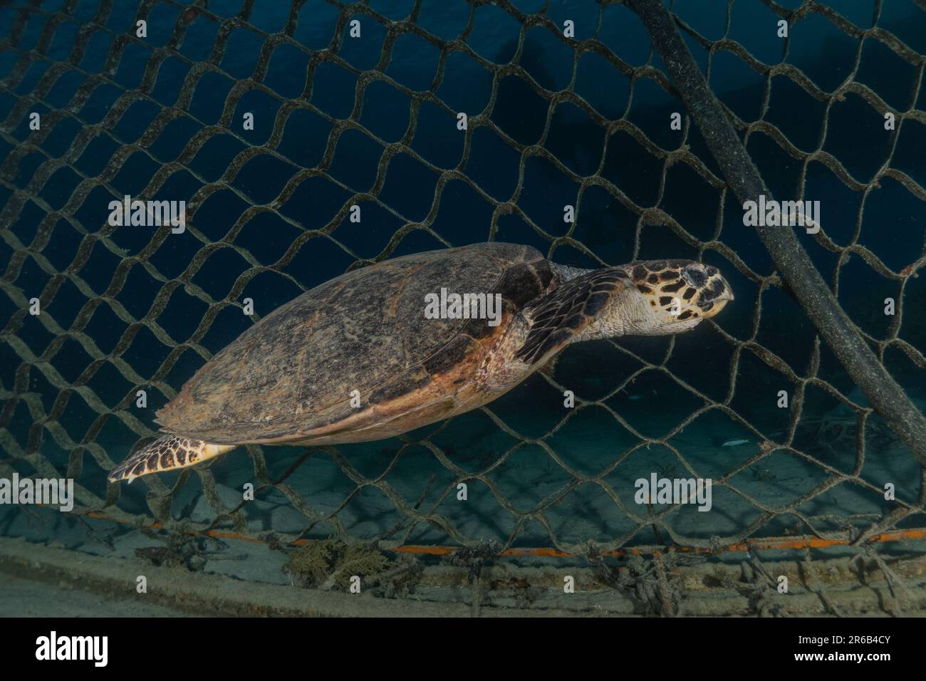 Hawksbill sea turtle in the Red Sea, Eilat Israel Stock Photo - Alamy