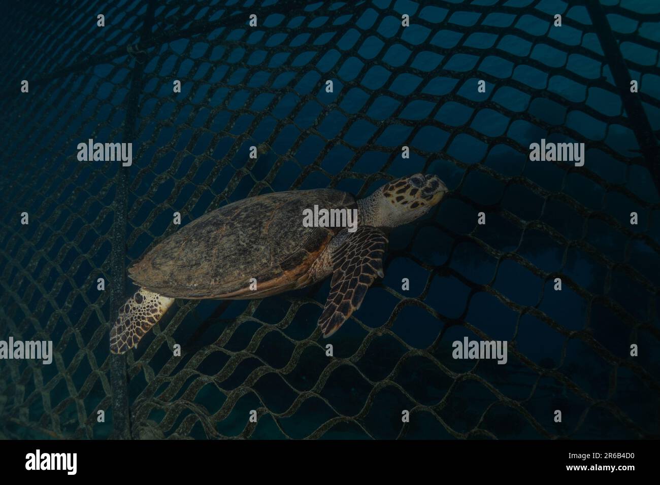 Hawksbill sea turtle in the Red Sea, Eilat Israel Stock Photo - Alamy