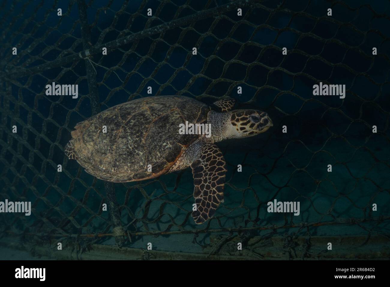 Hawksbill sea turtle in the Red Sea, Eilat Israel Stock Photo - Alamy