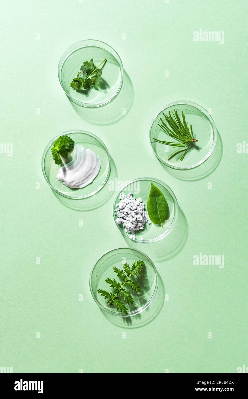 Petri dishes, cosmetic gel swatches and plants on light green ...