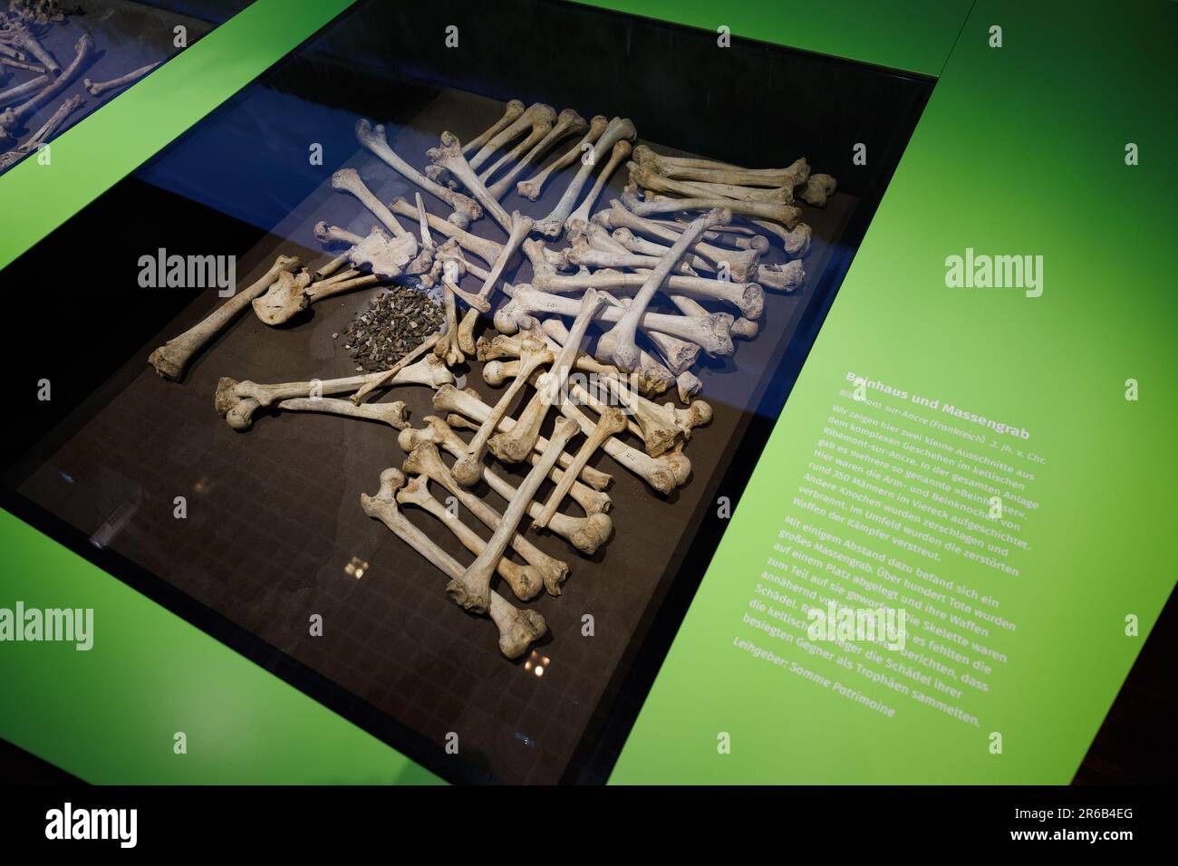 Bramsche, Germany. 08th June, 2023. View of human bones from a mass ...