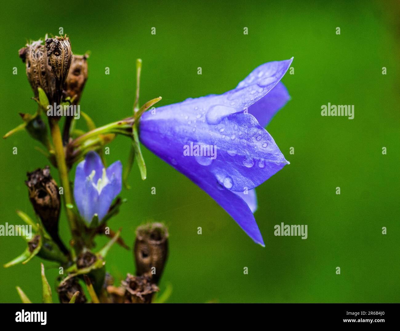 COMPANULA ROTUNDIFOLIA Harebell or Scottish bluebell in garden with ...