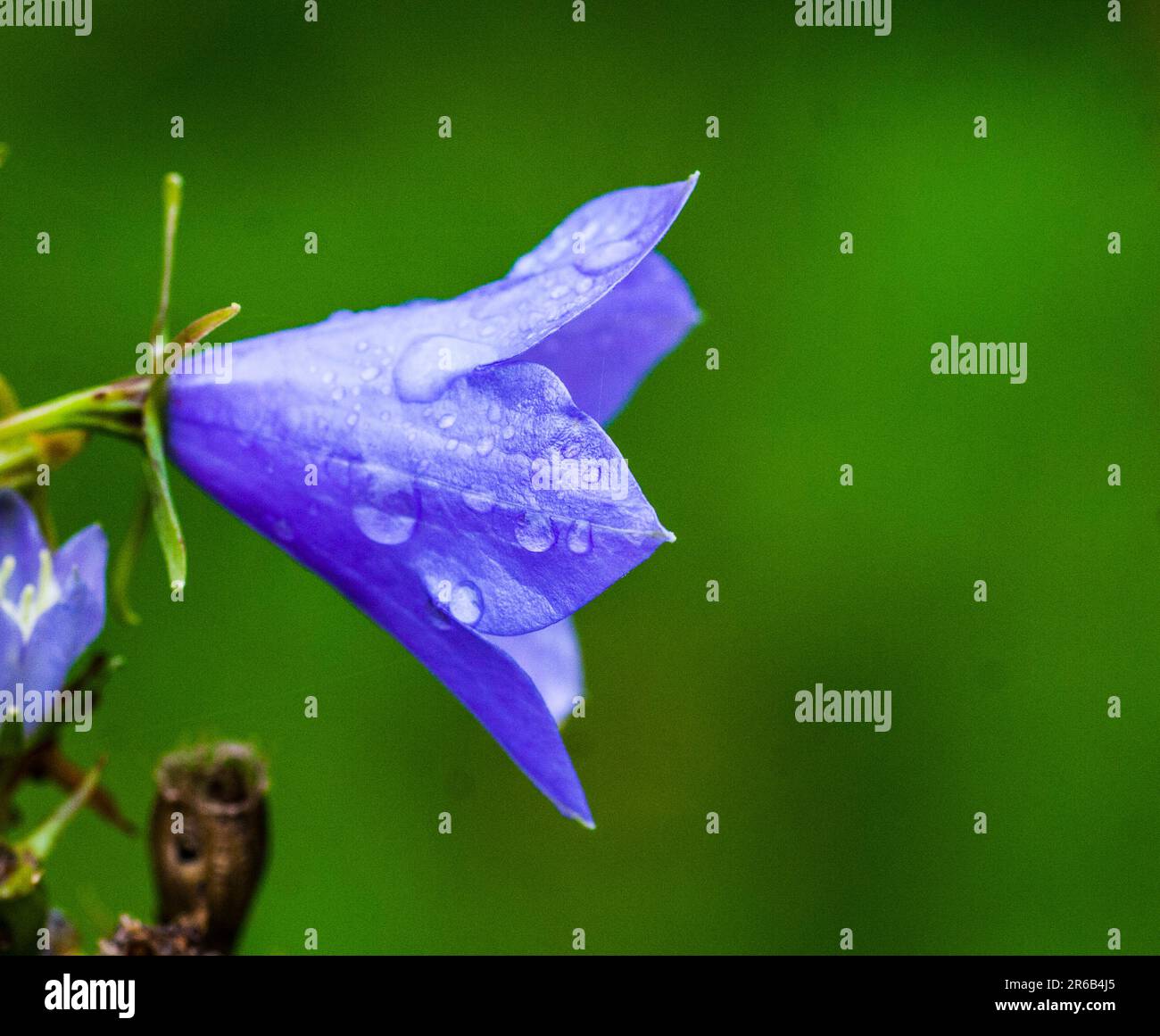 COMPANULA ROTUNDIFOLIA Harebell or Scottish bluebell in garden with ...