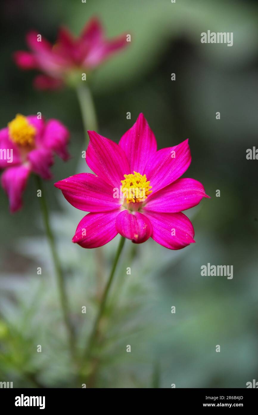 Micro cosmos hi-res stock photography and images - Alamy