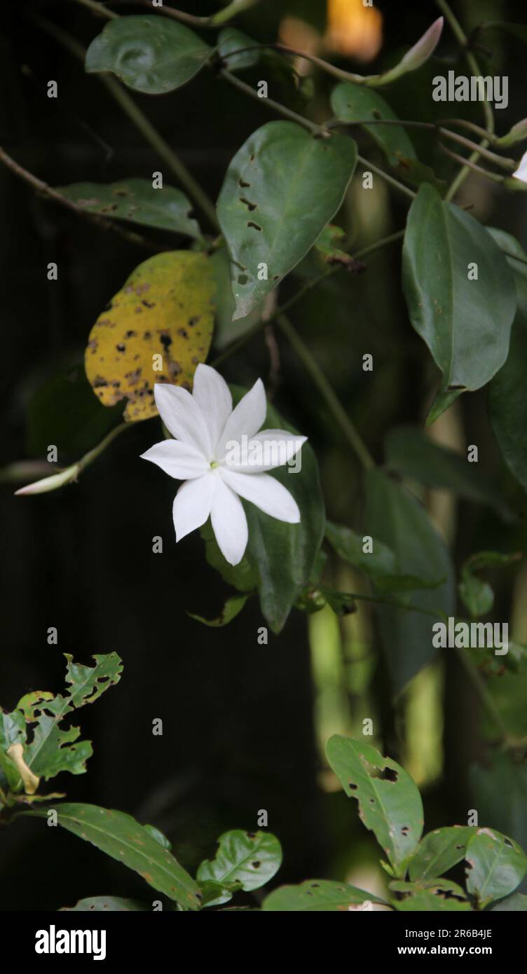 The vine of Royal jasmine. Jasmimum nobile Stock Photo - Alamy