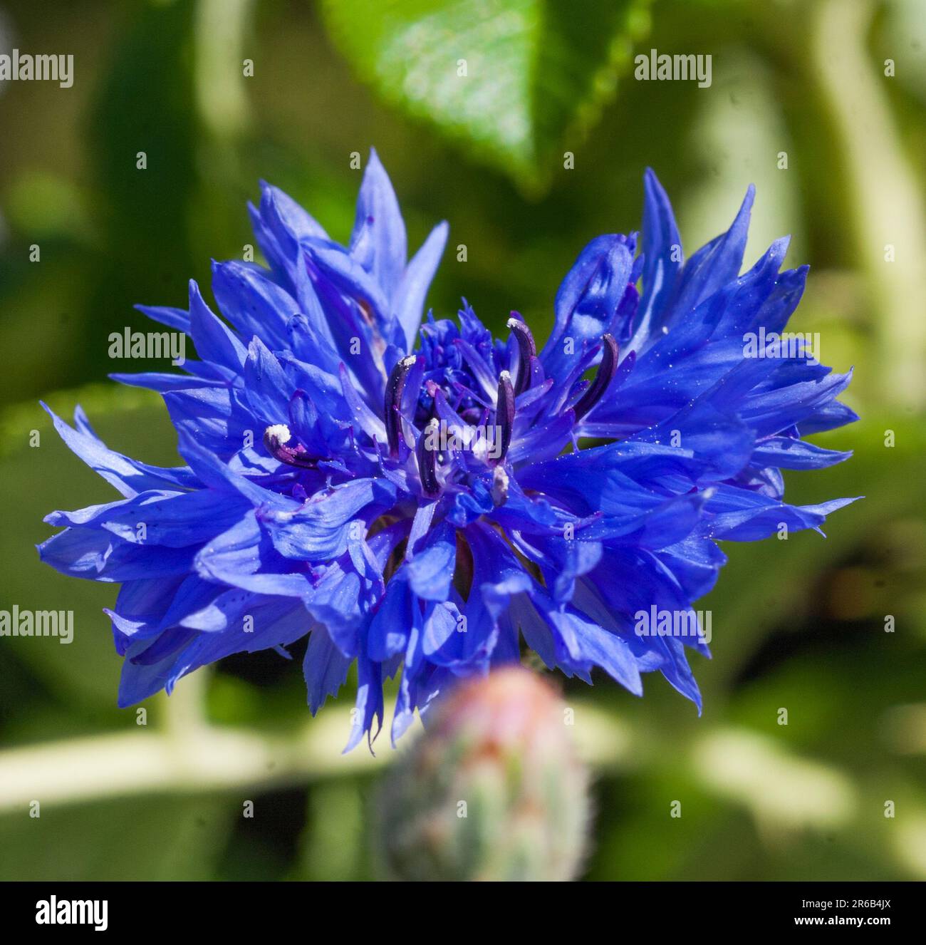 Centaurea cyanus plant hi-res stock photography and images - Alamy