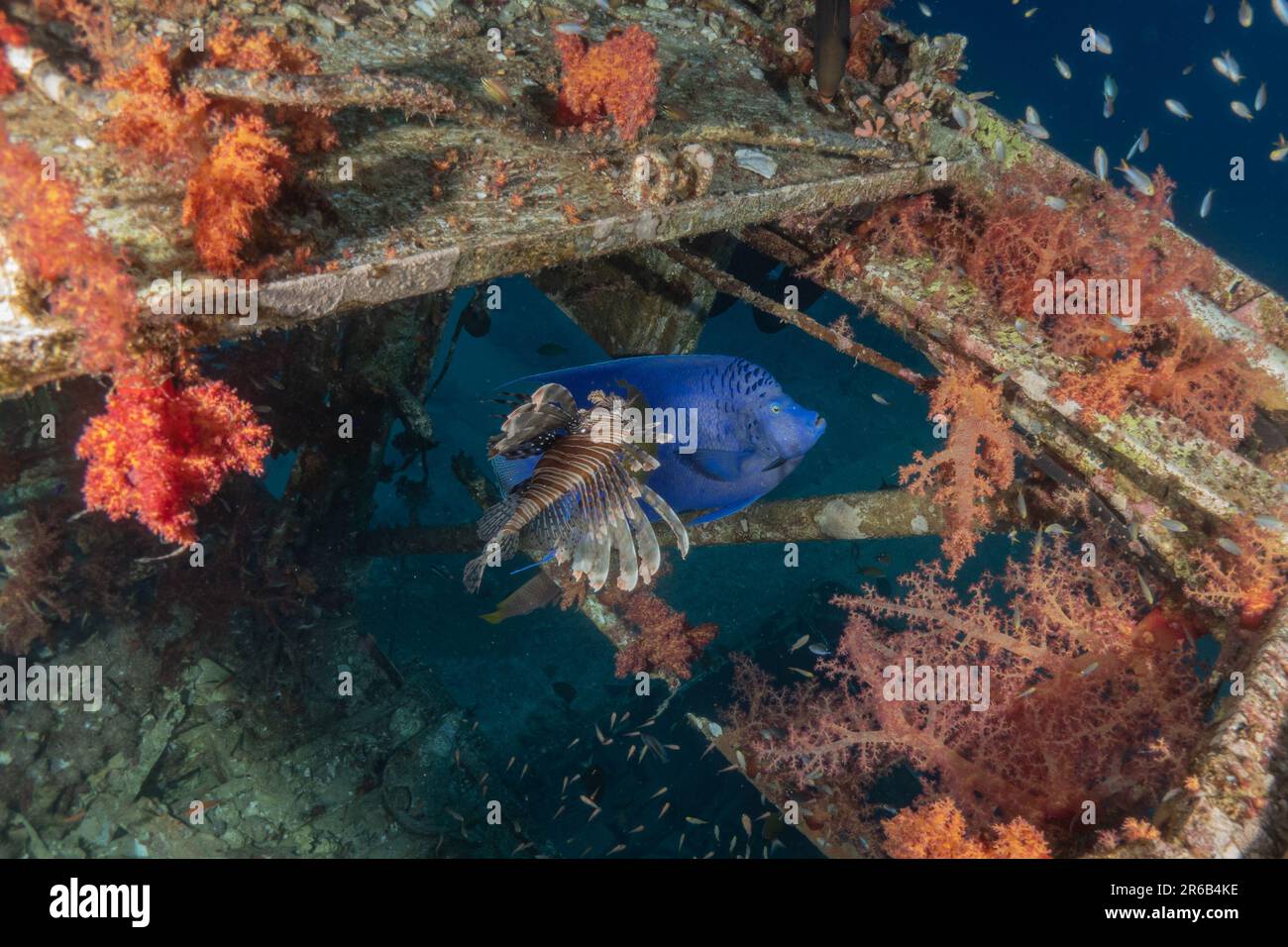 Lion fish in the Red Sea colorful fish, Eilat Israel Stock Photo - Alamy
