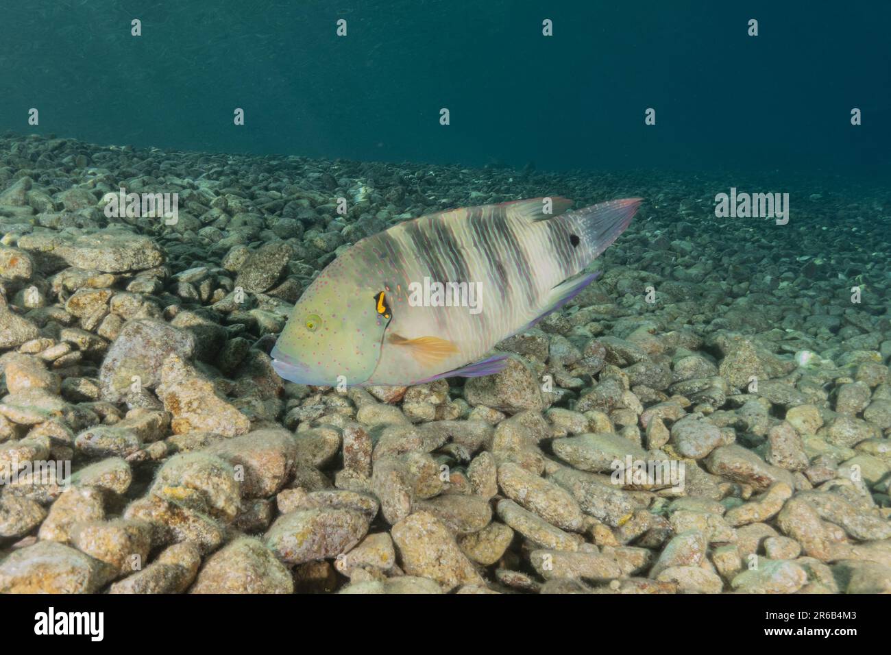 Fish swimming in the Red Sea, colorful fish, Eilat Israel Stock Photo ...