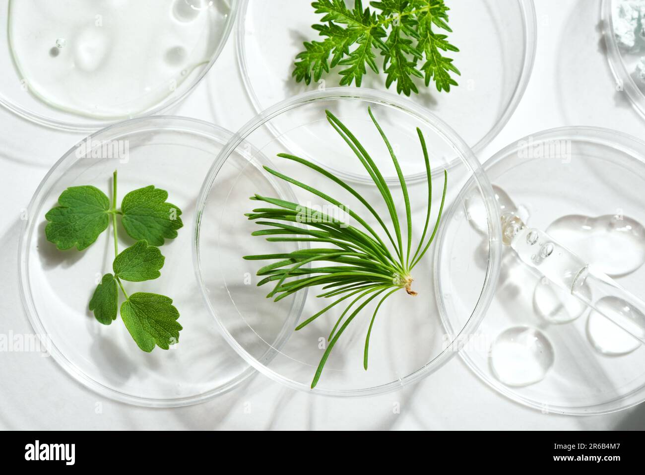 Petri dishes, cosmetic gel swatches and plants on white background ...