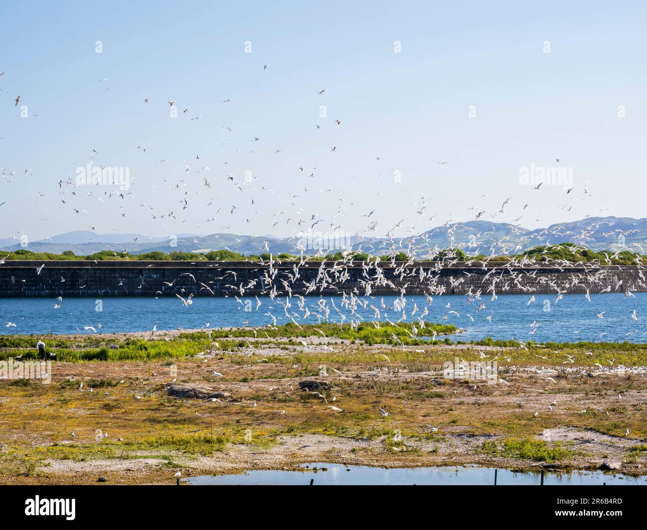 A warden at Hodbarrow nature reserve in Millom, Cumbria, goes out onto ...