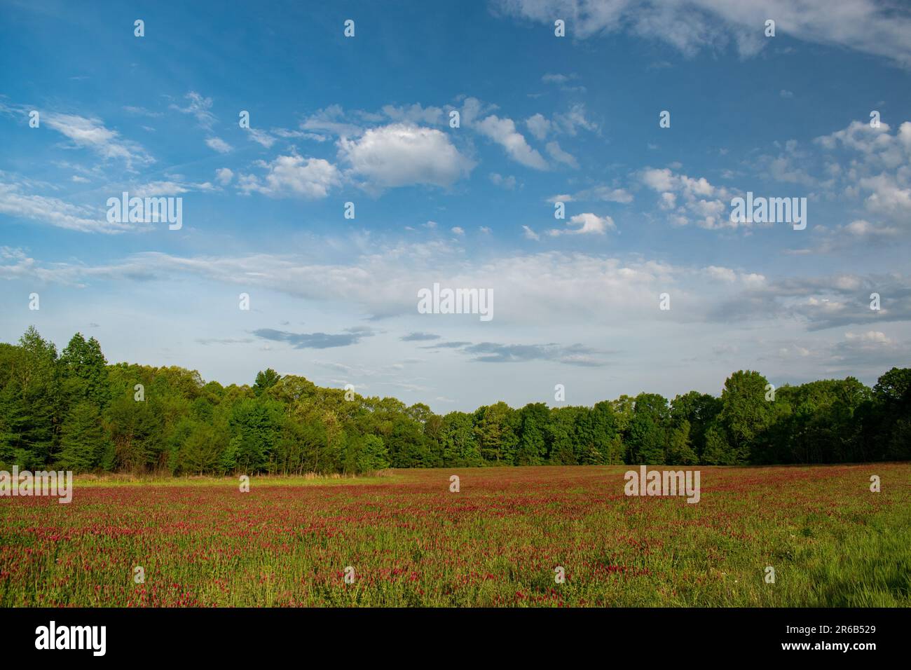 This image captures a peaceful and idyllic scene of a field of ...