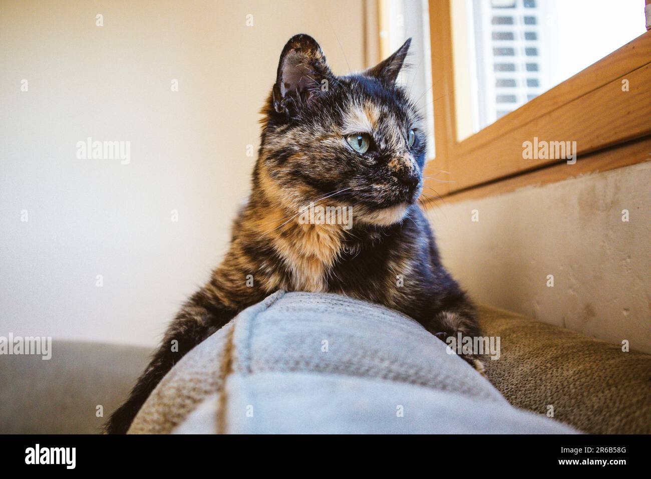 Portrait of a domestic Turtle cat lying on a couch at home. A pet is ...