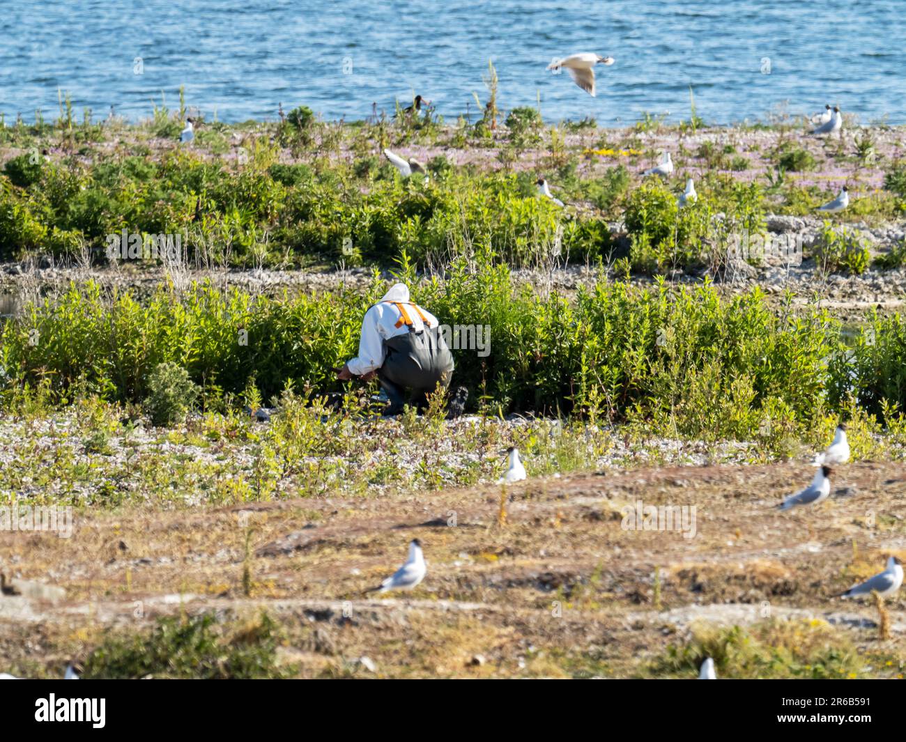 A warden at Hodbarrow nature reserve in Millom, Cumbria, goes out onto ...
