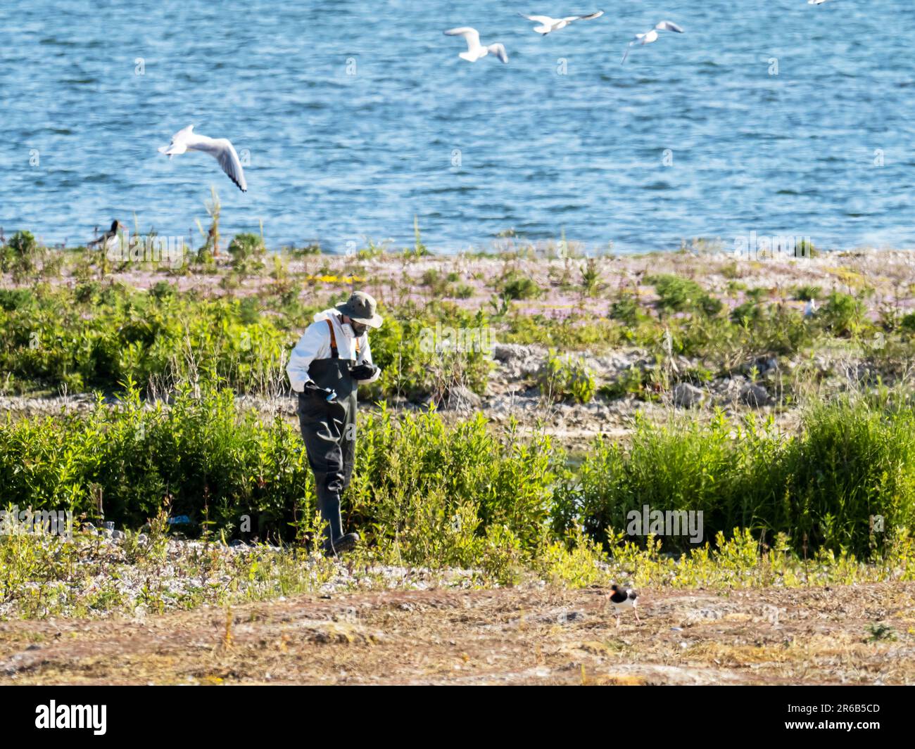 A warden at Hodbarrow nature reserve in Millom, Cumbria, goes out onto ...