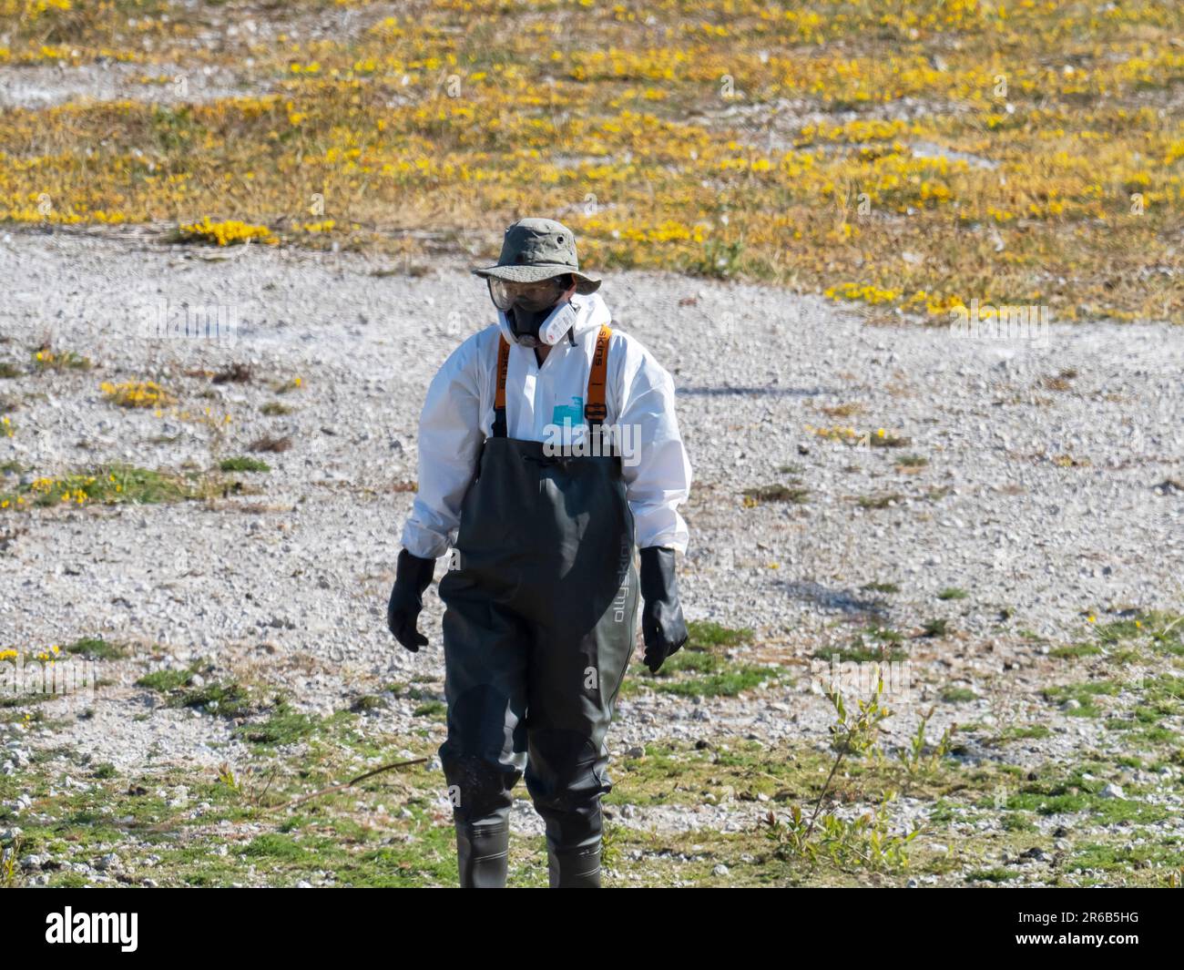 A warden at Hodbarrow nature reserve in Millom, Cumbria, goes out onto ...