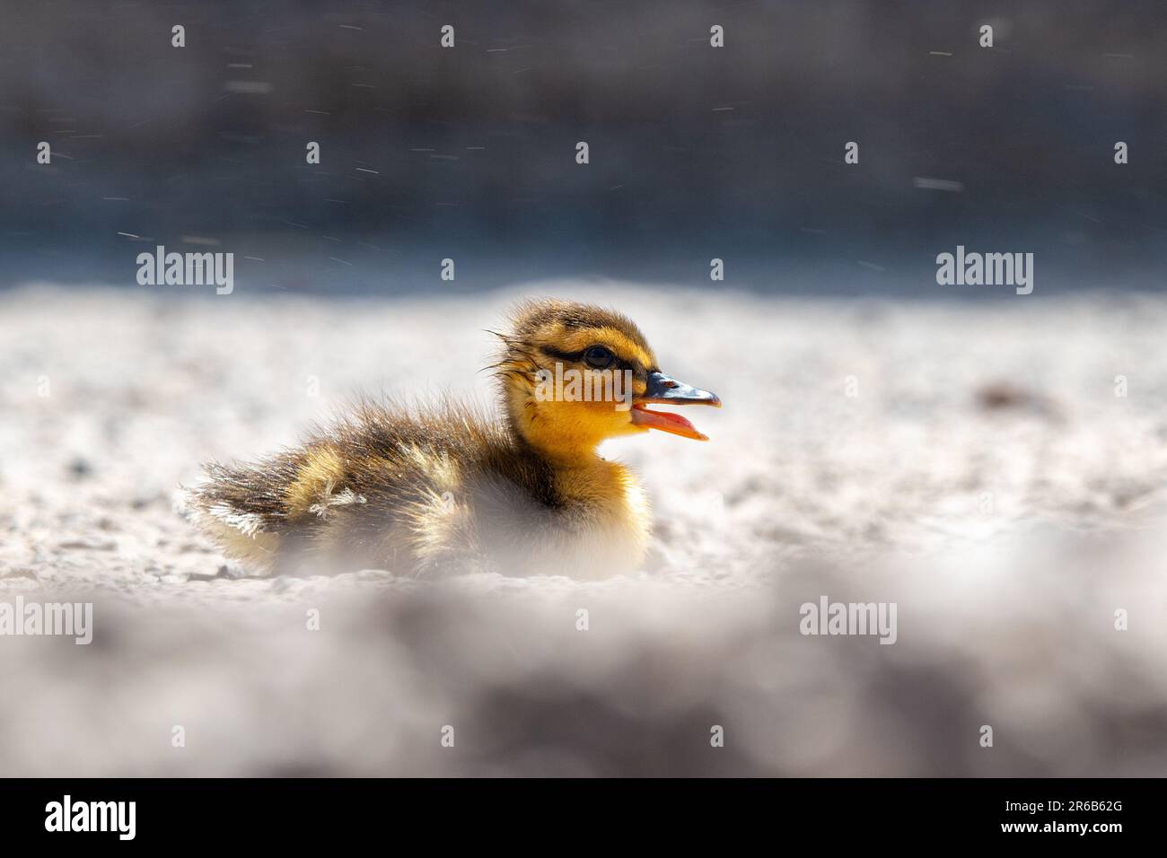 Duck ants hi-res stock photography and images - Alamy