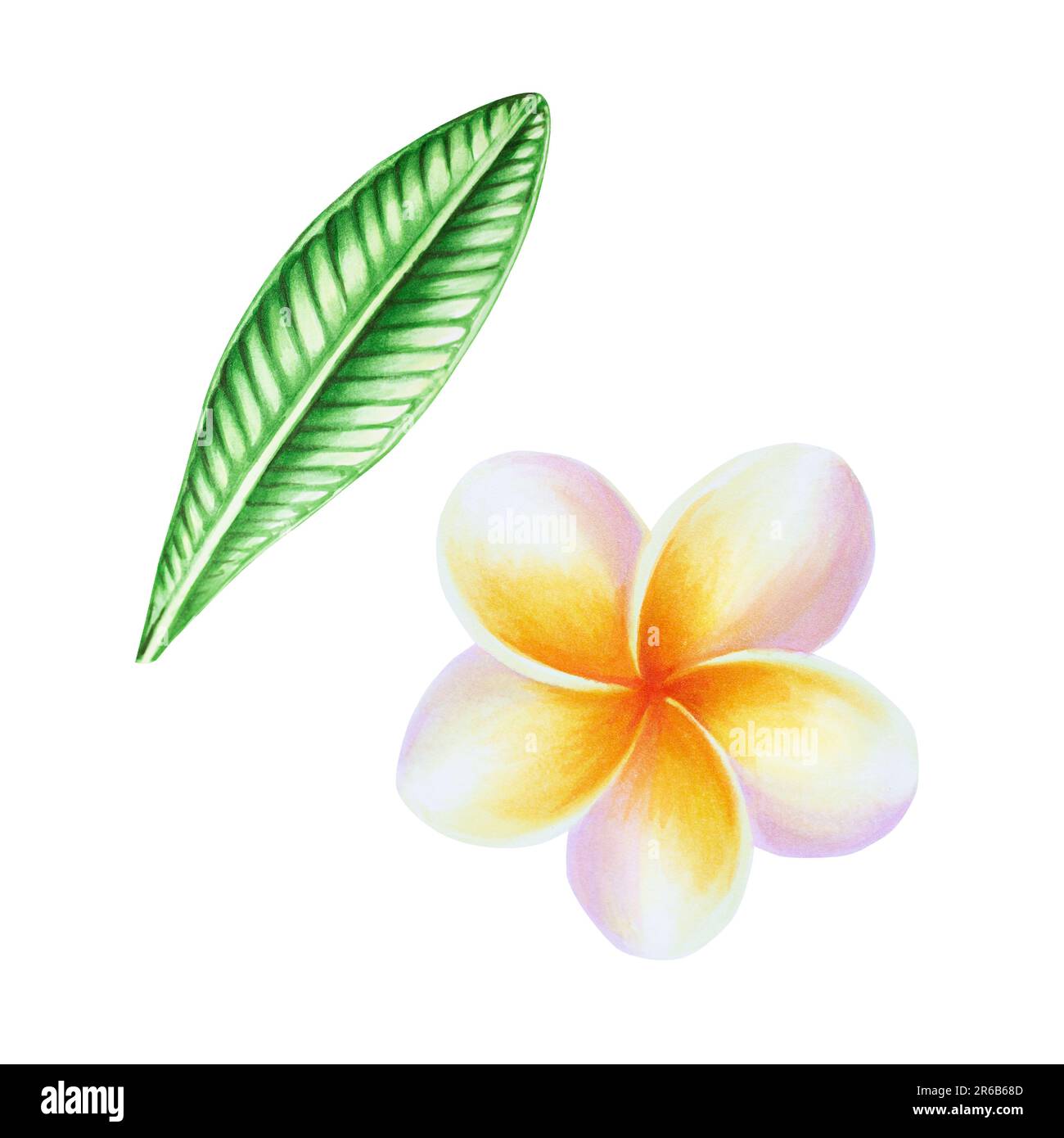 Watercolor realistic tropical illustration of plumeria flowers with ...