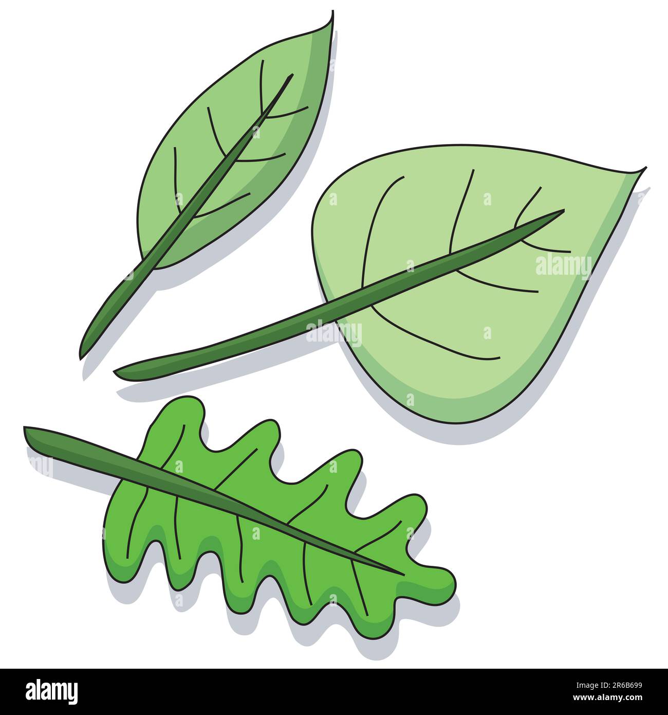 Simple leaf shape Cut Out Stock Images & Pictures - Alamy